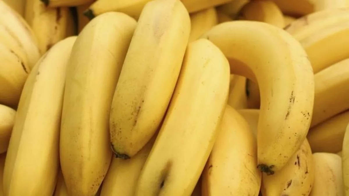 Exportación de banana batió récord en 2020 con US$ 15.6 millones ...