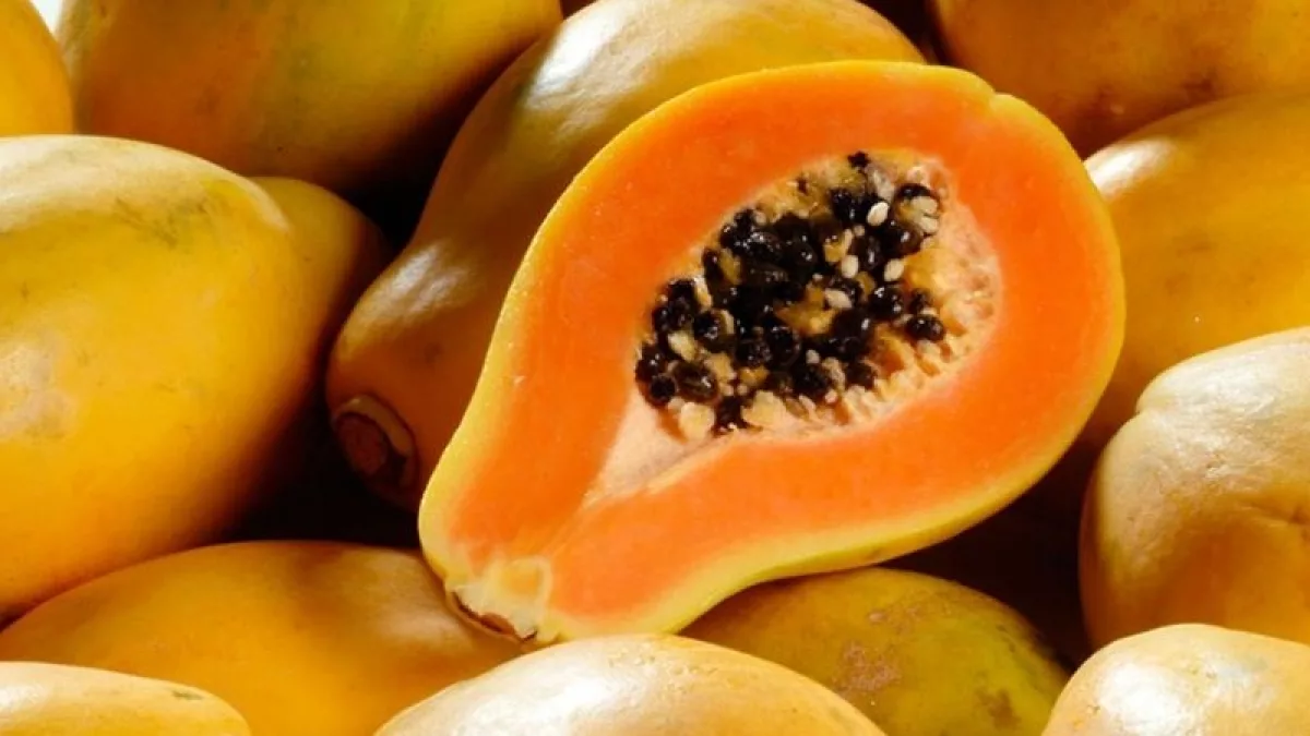 Cultivo de mamón, una alternativa de producción diversificada y ...