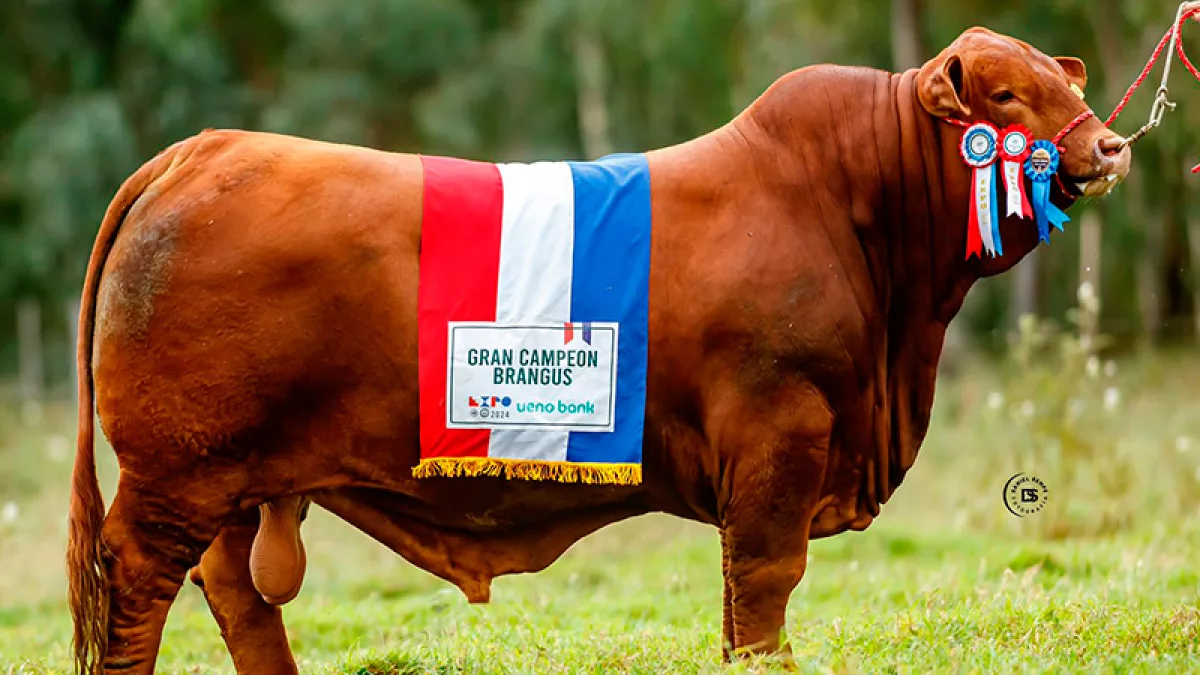 Paraguay en la cima: el toro Don Ángel lidera revolución genética del ...