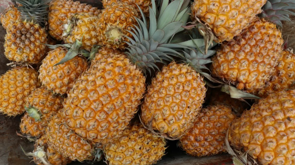 La piña paraguaya apunta a Chile y Uruguay tras recuperar su producción ...
